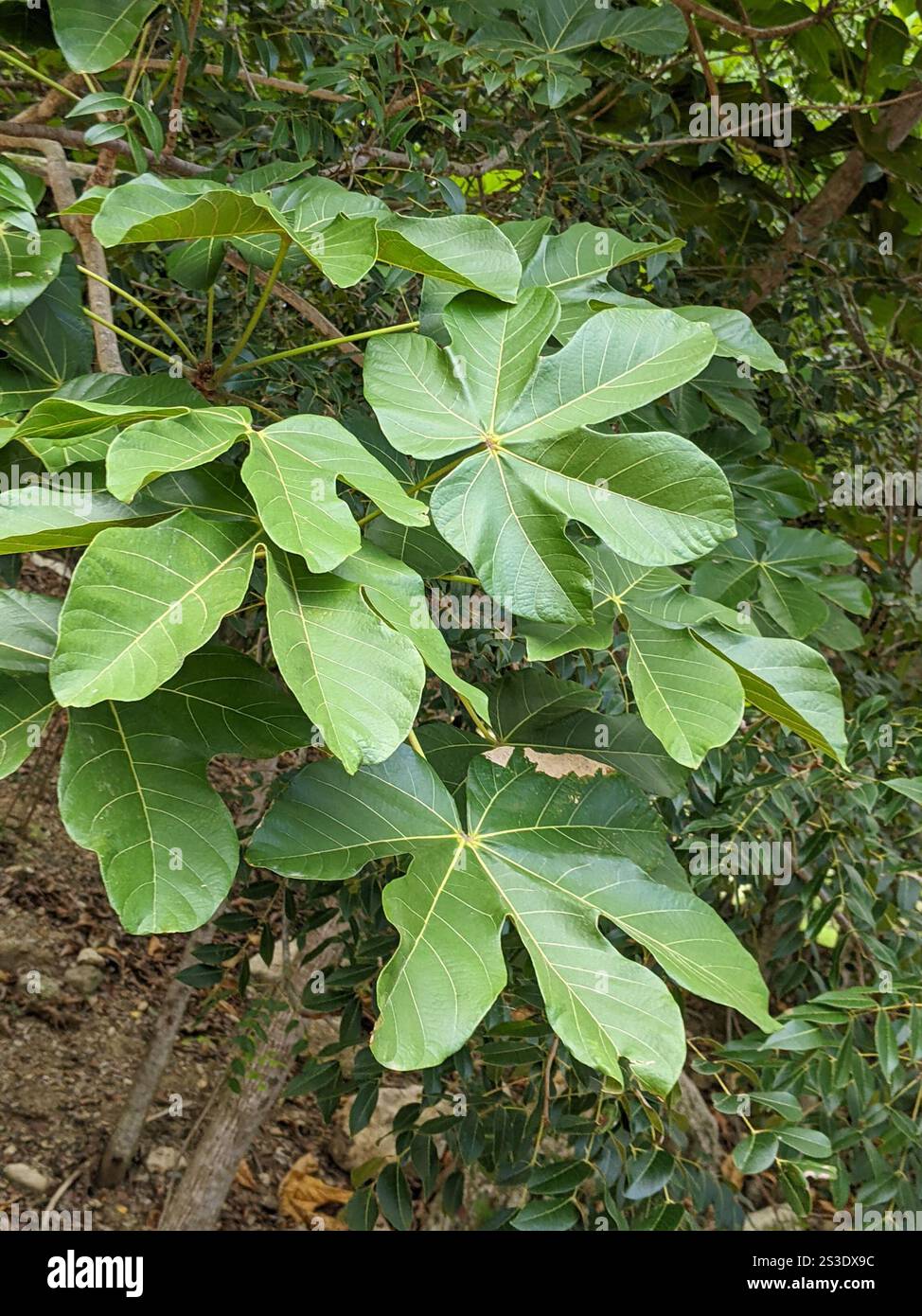 Panama tree (Sterculia apetala Stock Photo - Alamy