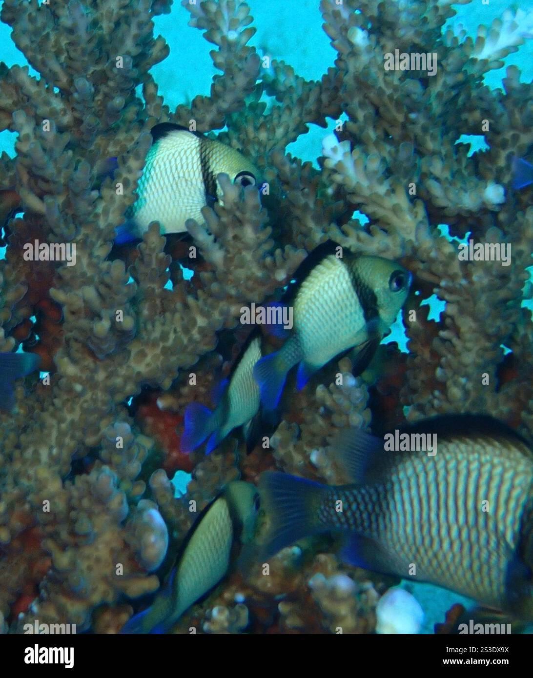 Reticulated Damselfish (Dascyllus reticulatus Stock Photo - Alamy