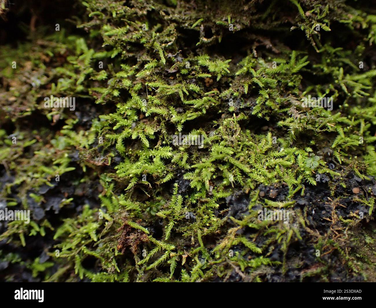 Lindberg's Maple-moss (Lindbergia brachyptera Stock Photo - Alamy