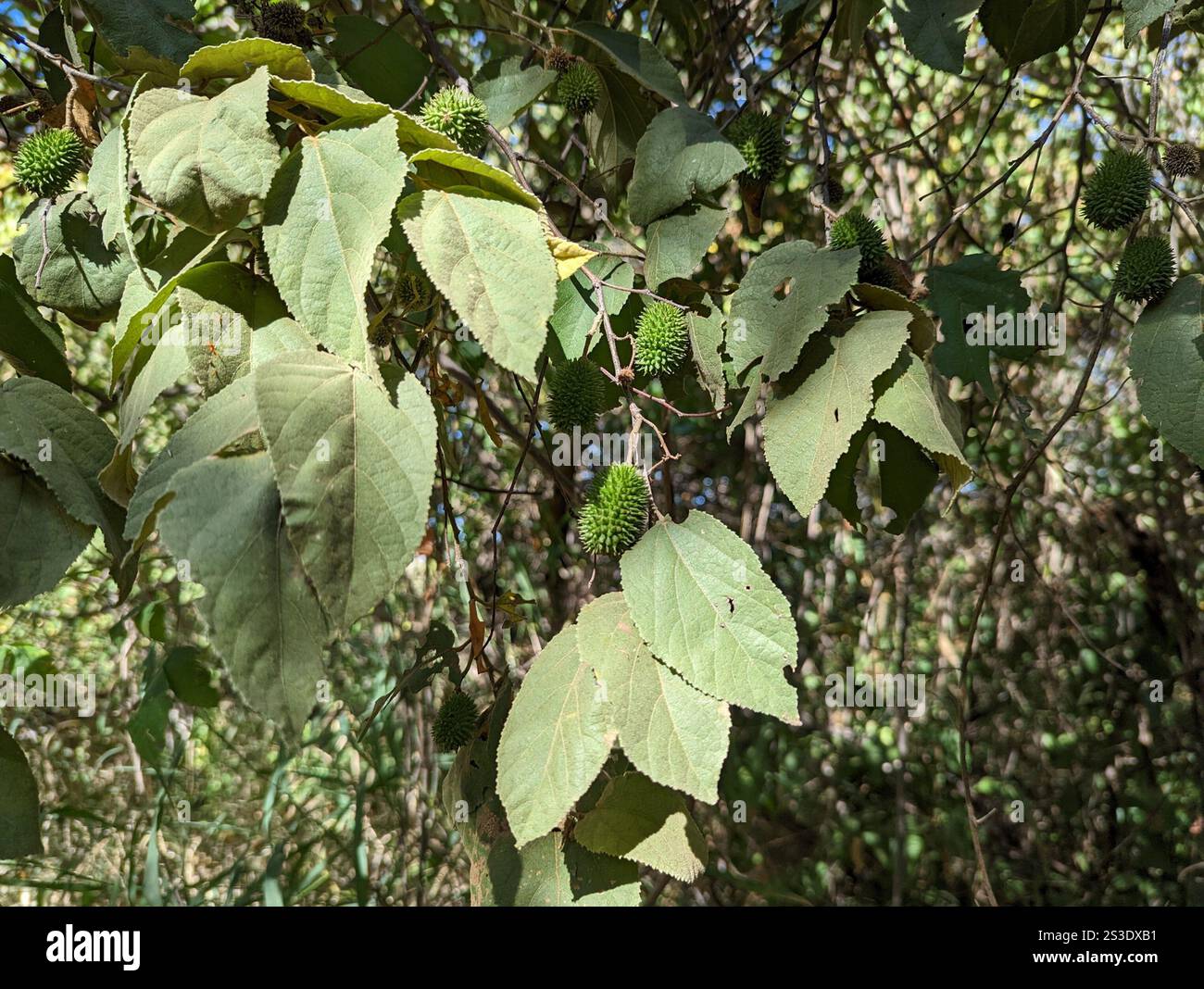 West Indian Elm (Guazuma ulmifolia Stock Photo - Alamy