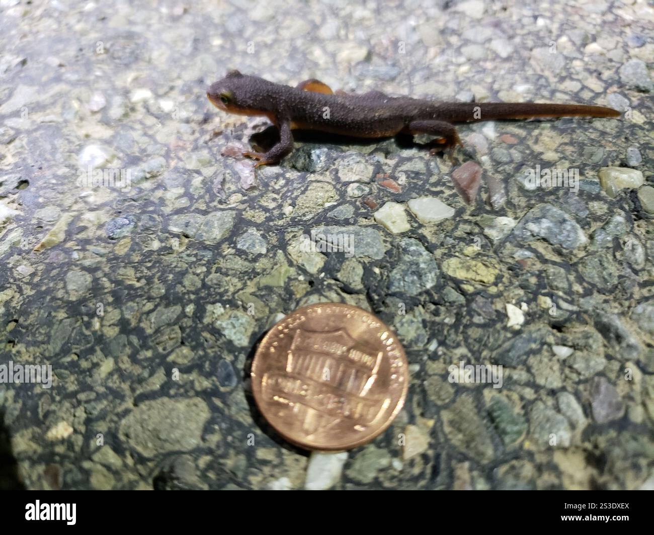 California Newt (Taricha torosa Stock Photo - Alamy