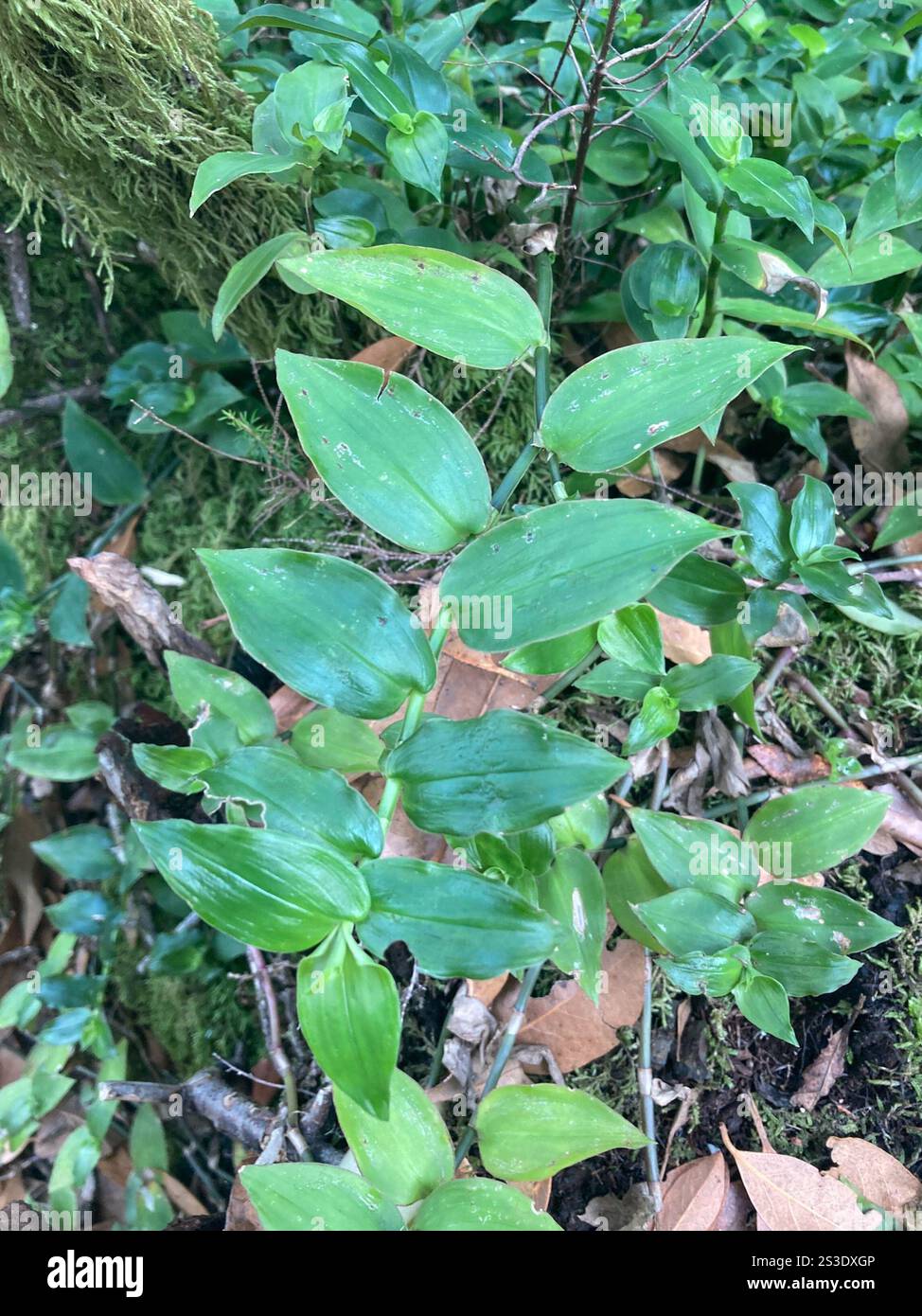 small-leaf spiderwort (Tradescantia fluminensis Stock Photo - Alamy