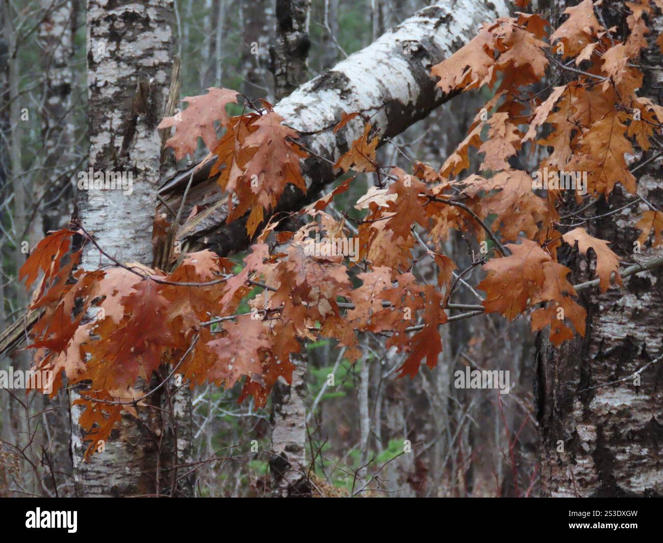 northern red oak (Quercus rubra Stock Photo - Alamy