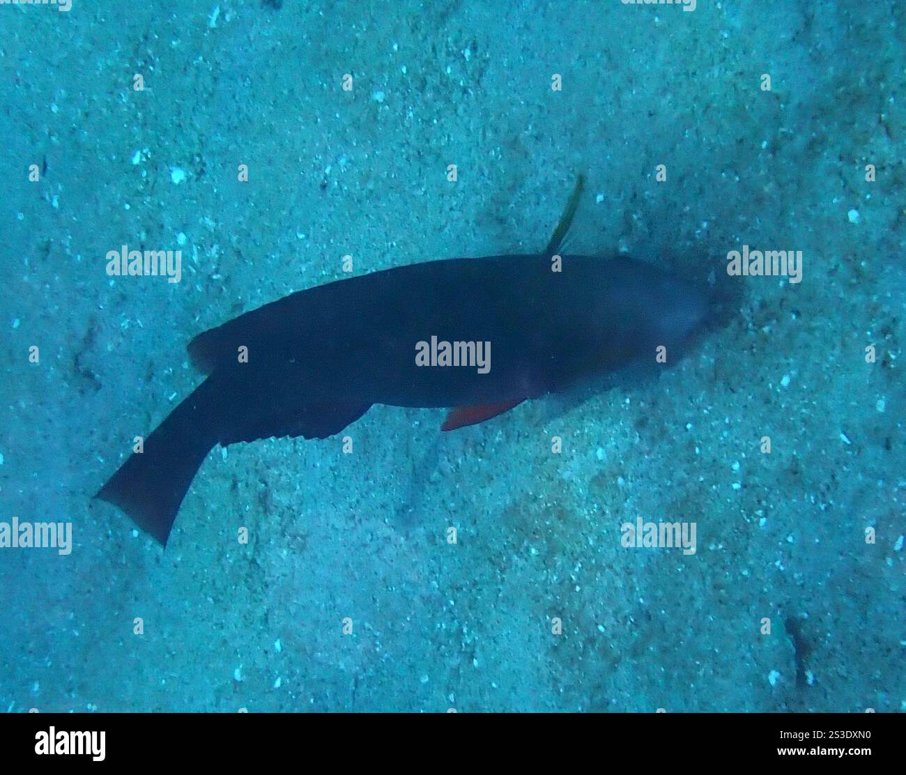 Ray-finned Fishes (Actinopterygii Stock Photo - Alamy