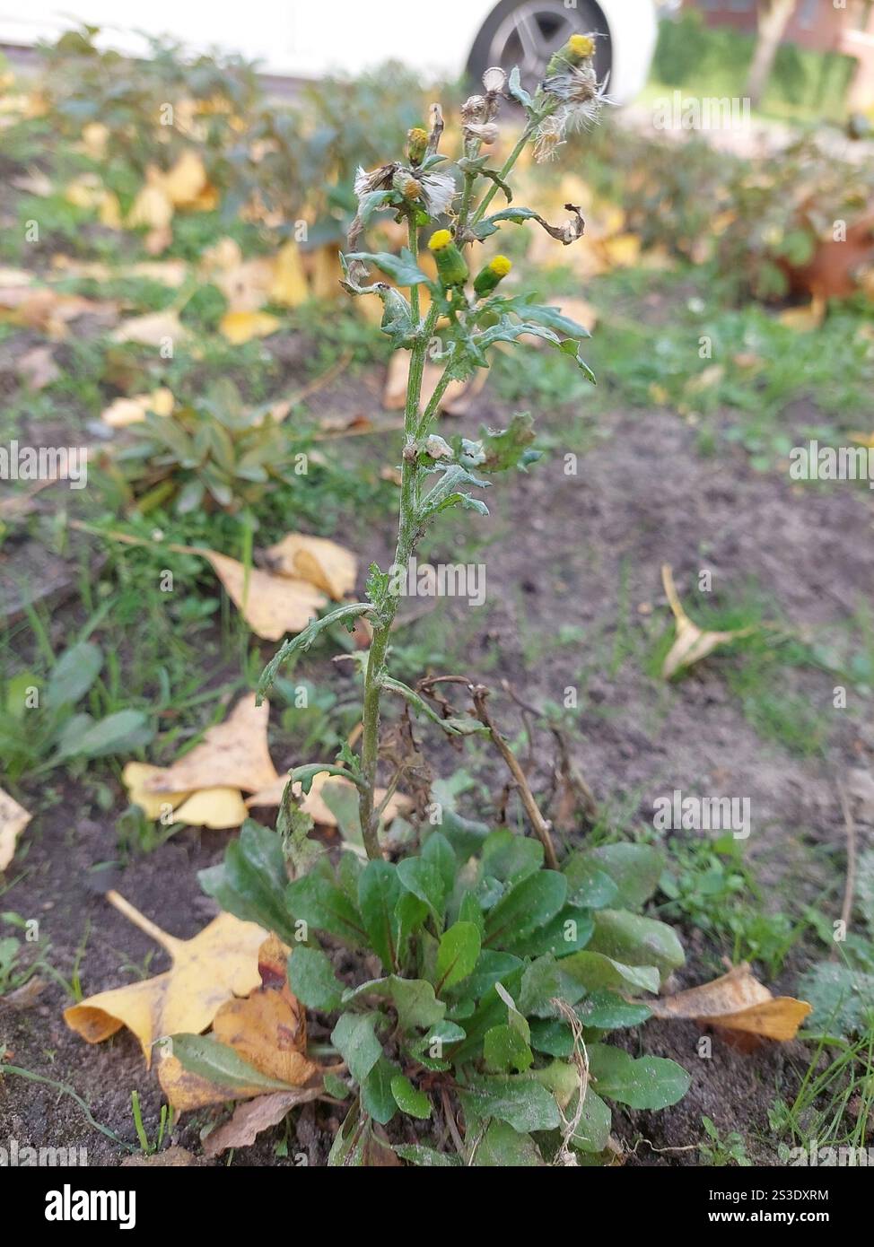 common groundsel (Senecio vulgaris Stock Photo - Alamy