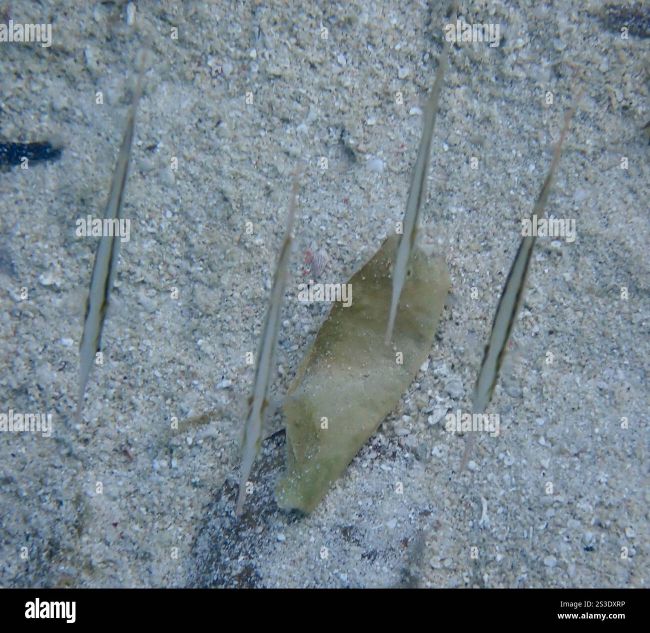 Jointed Razorfish (Aeoliscus strigatus Stock Photo - Alamy