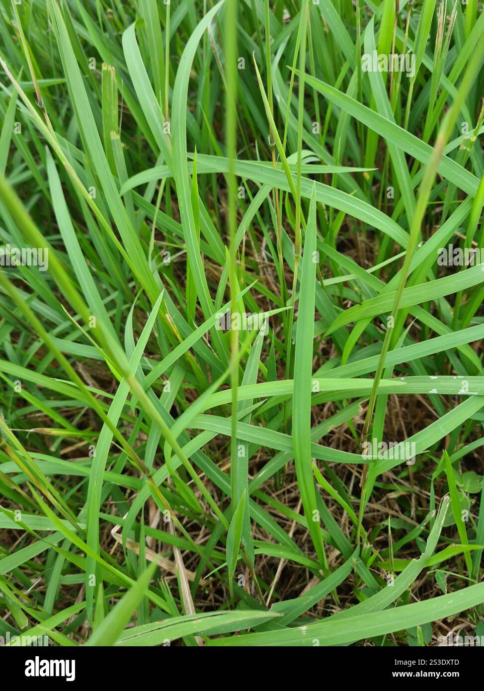 grasses, sedges, cattails, and allies (Poales Stock Photo - Alamy
