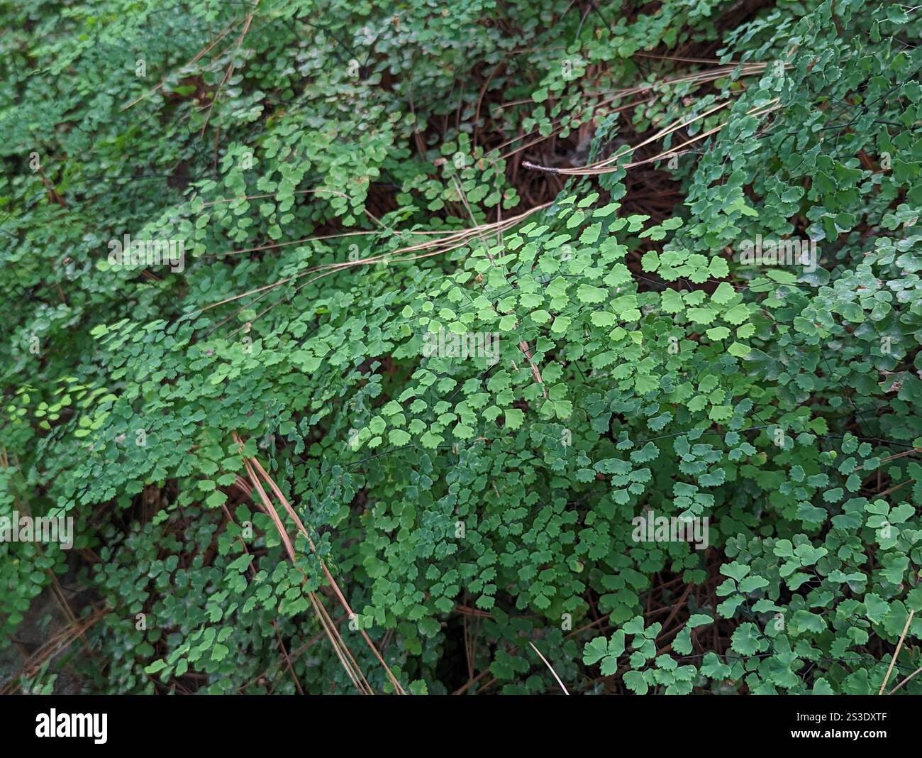 Mexican maidenhair fern (Adiantum poiretii Stock Photo - Alamy