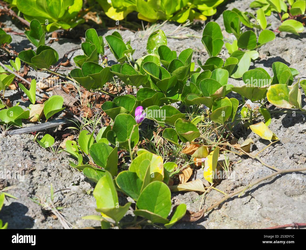 Beach Bean (Canavalia rosea Stock Photo - Alamy