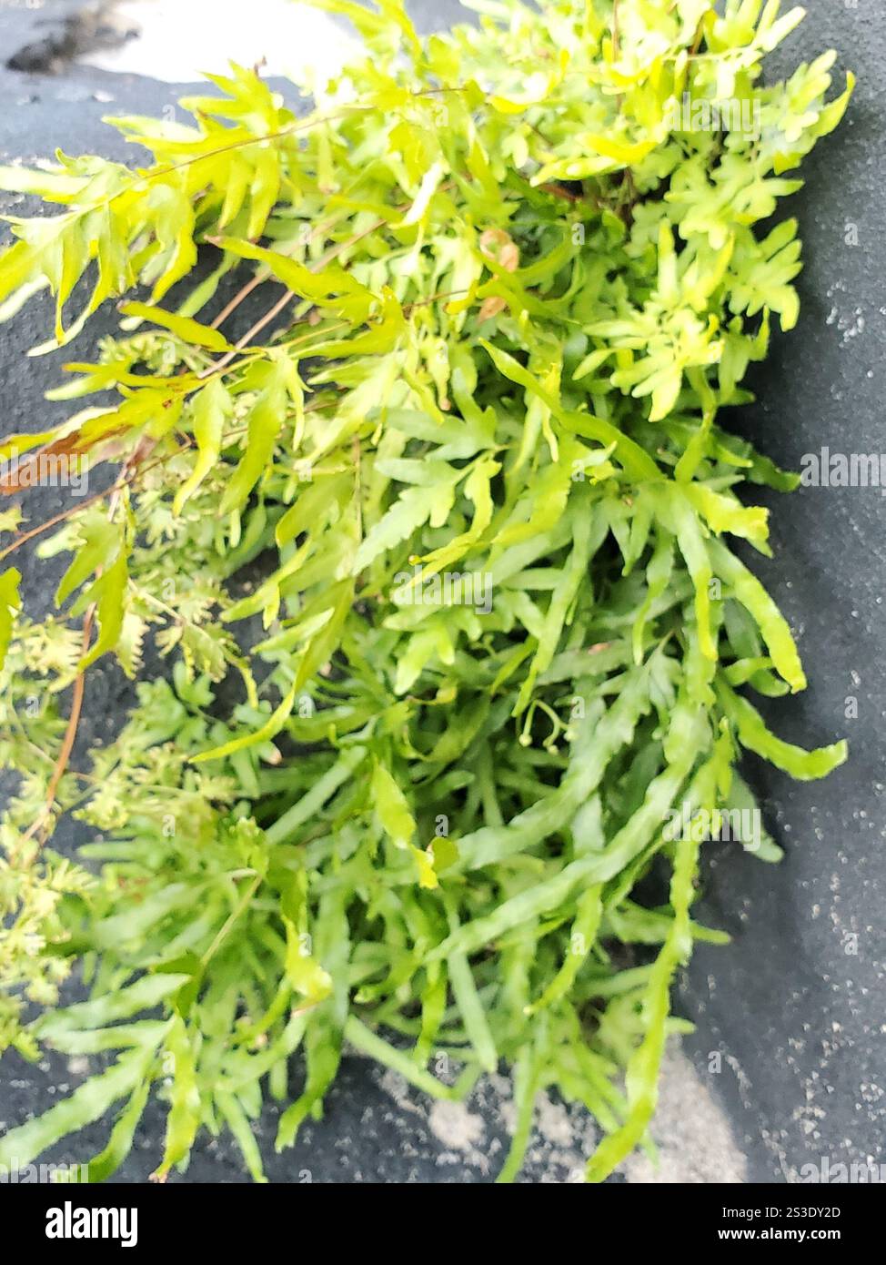 Japanese climbing fern (Lygodium japonicum Stock Photo - Alamy