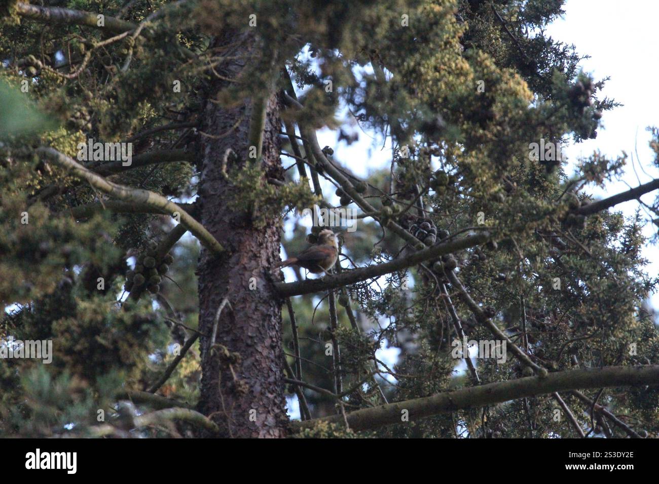 Creamy-crested Spinetail (Cranioleuca albicapilla Stock Photo - Alamy