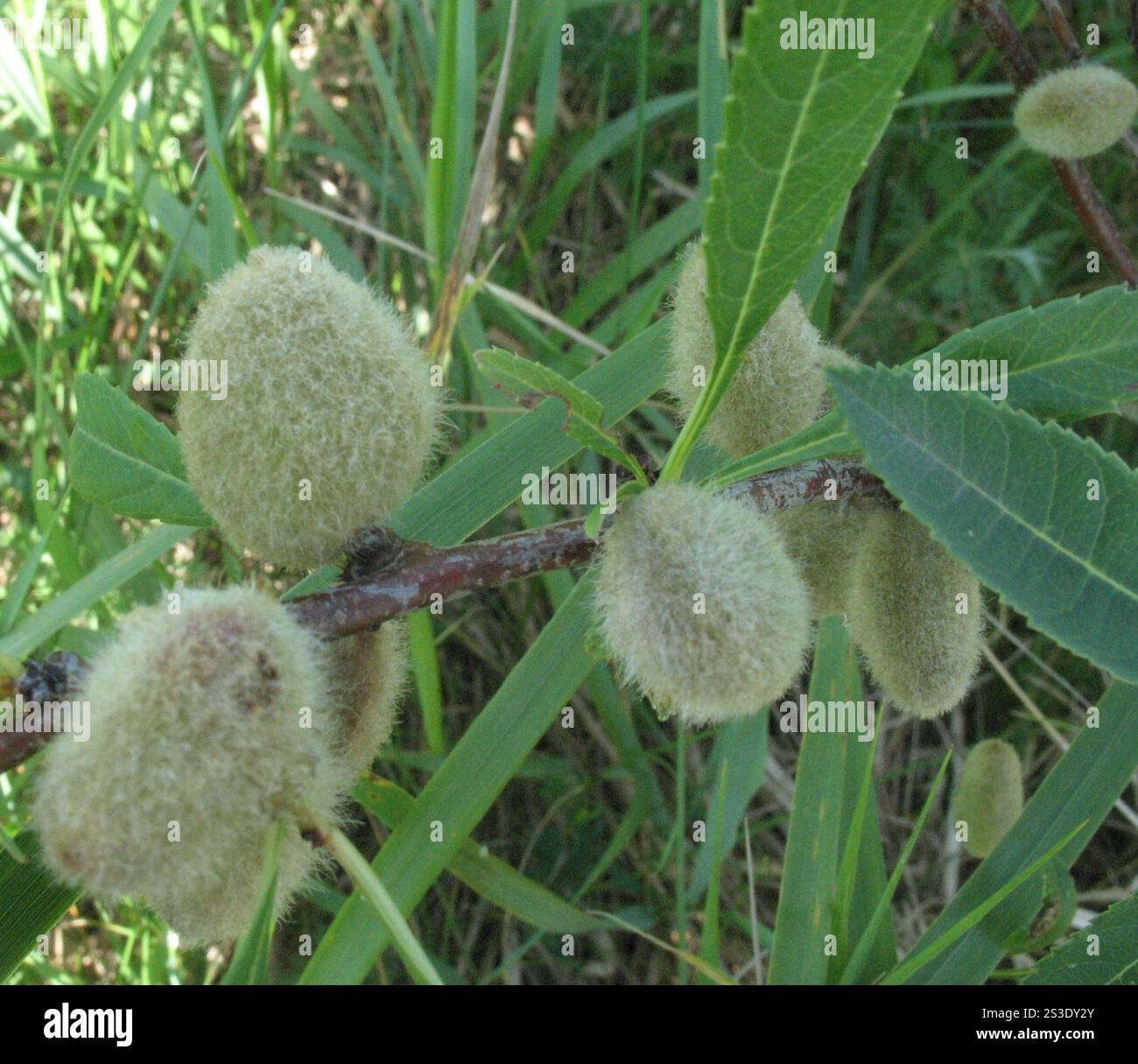 Dwarf Russian Almond (Prunus tenella Stock Photo - Alamy