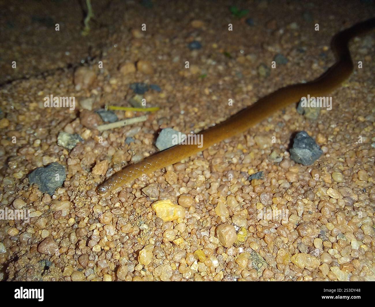 Cape Centipede-Eater (Aparallactus capensis Stock Photo - Alamy