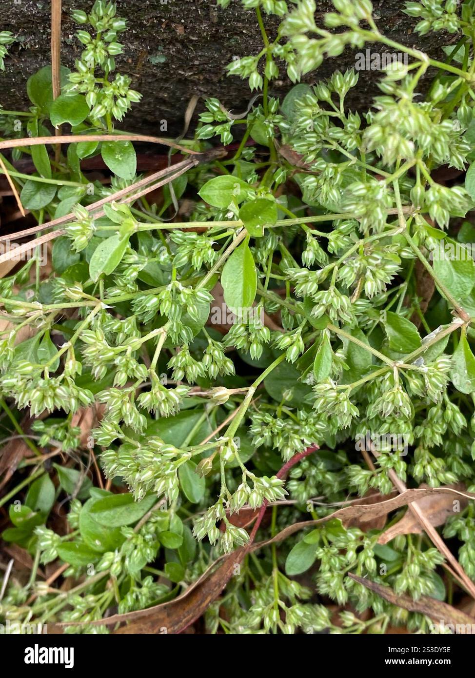 fourleaf manyseed (Polycarpon tetraphyllum Stock Photo - Alamy
