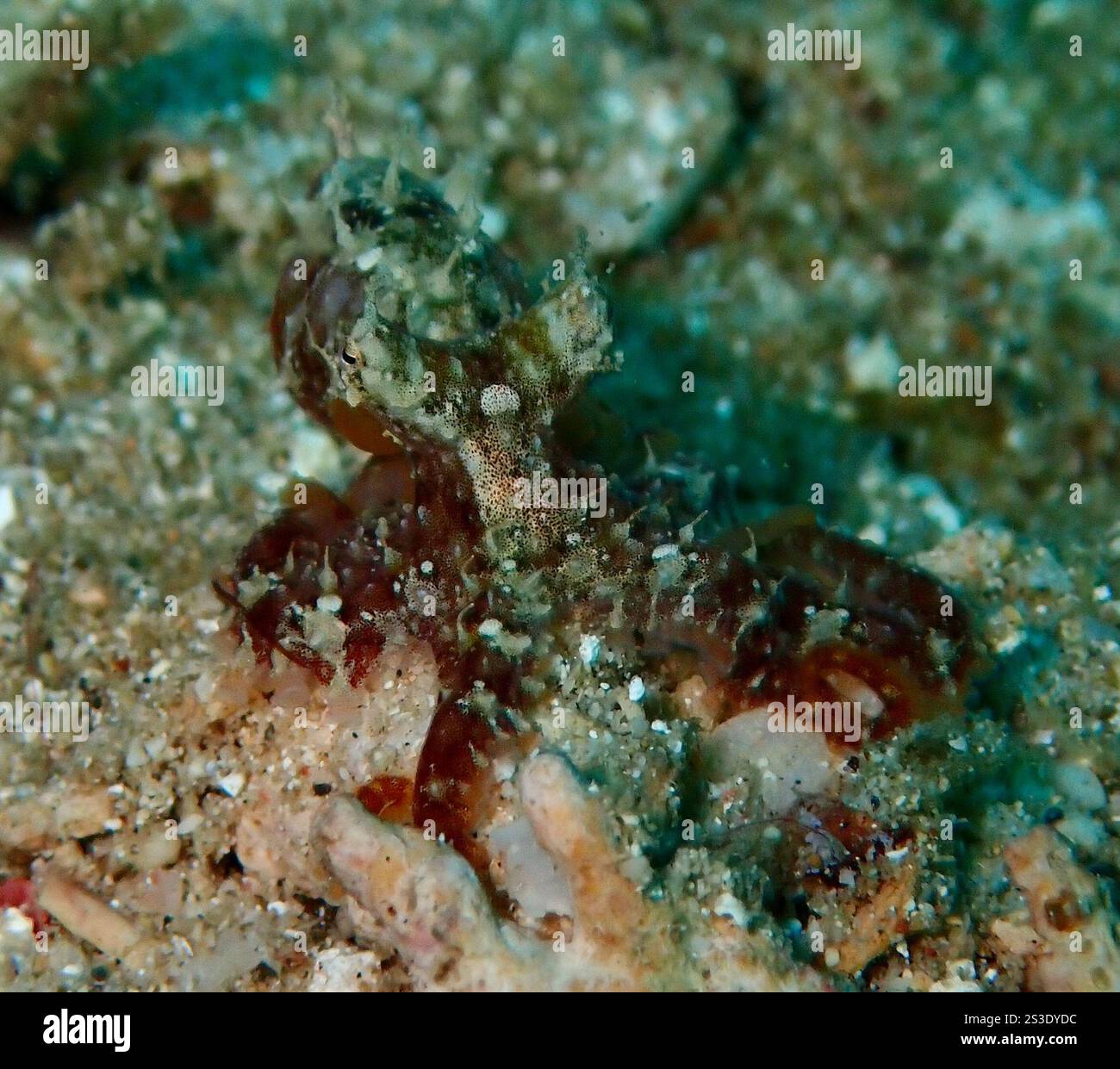 Indo-Pacific Longarm Octopuses (Abdopus Stock Photo - Alamy