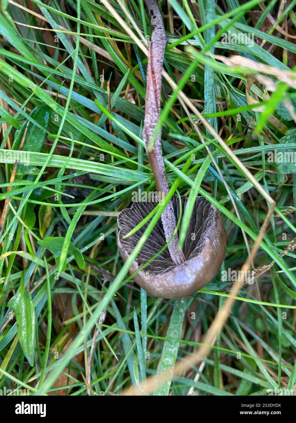Mower's Mushroom (Panaeolus foenisecii Stock Photo - Alamy