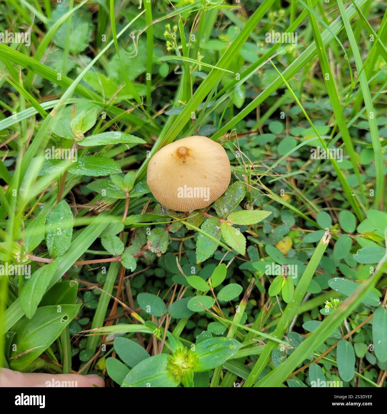 milky conecap (Conocybe apala Stock Photo - Alamy