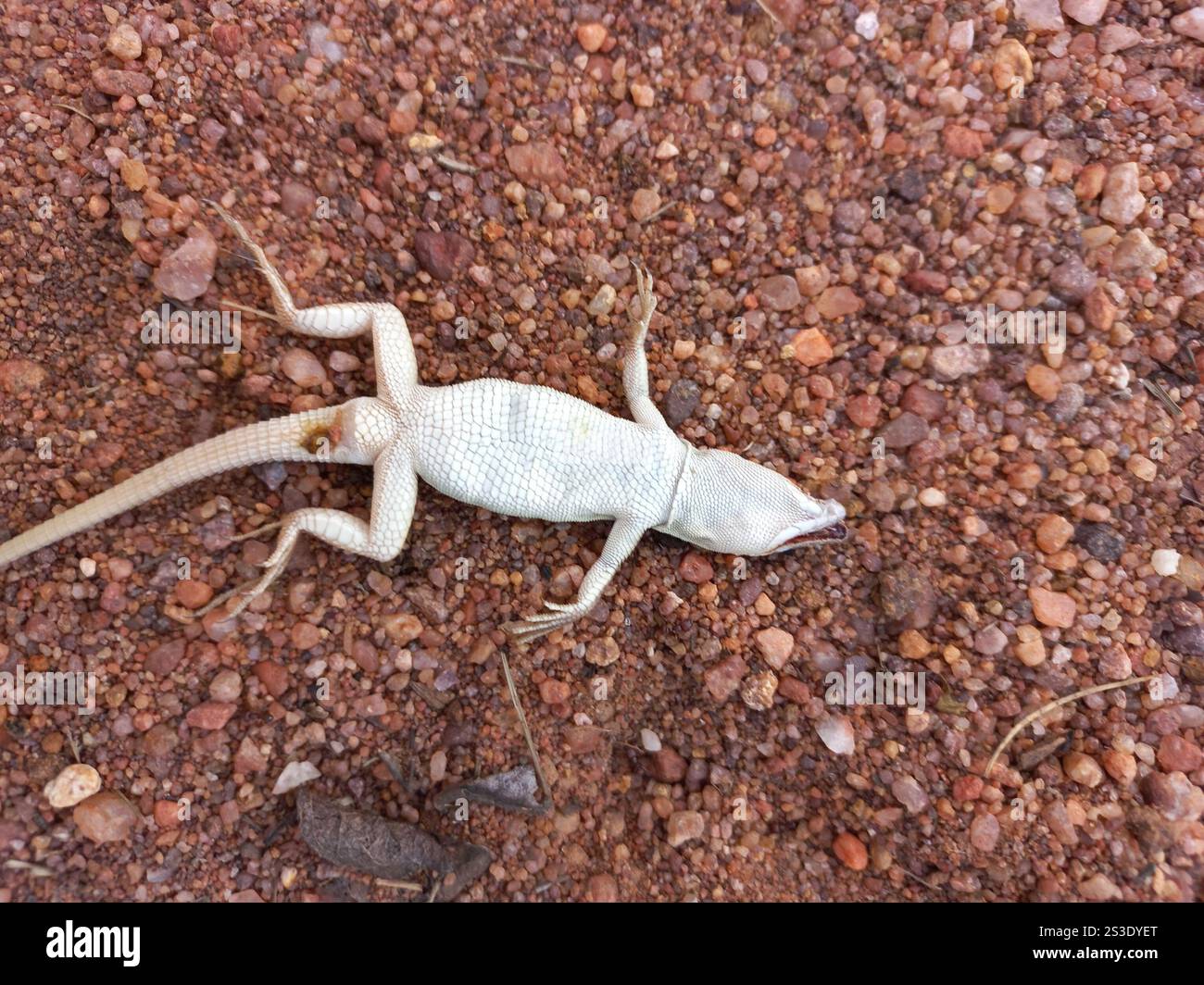 Spotted Sand Lizard (Pedioplanis lineoocellata Stock Photo - Alamy