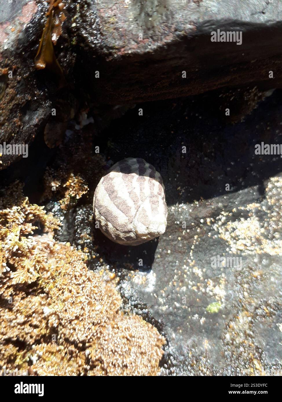 Zebra Top Snail (Austrocochlea porcata Stock Photo - Alamy