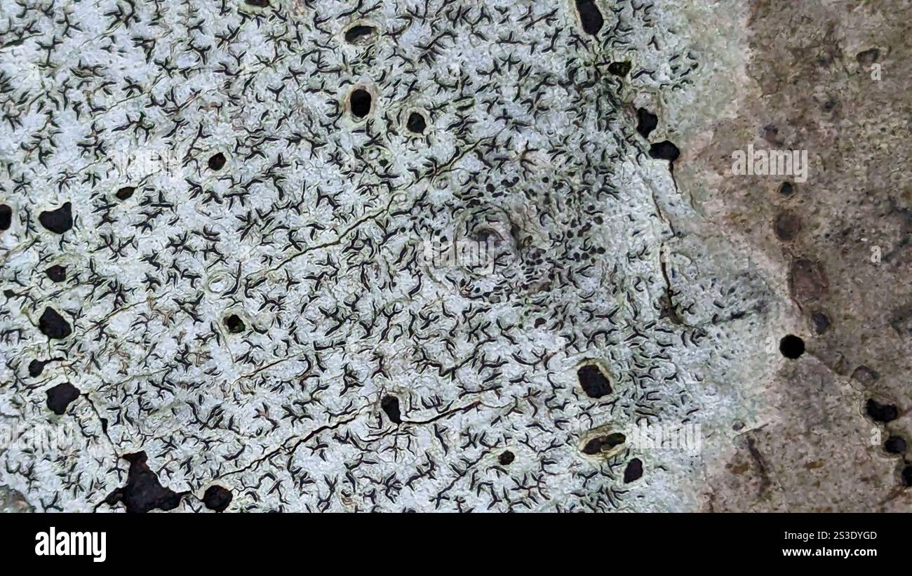 Common Script Lichen (Graphis scripta Stock Photo - Alamy