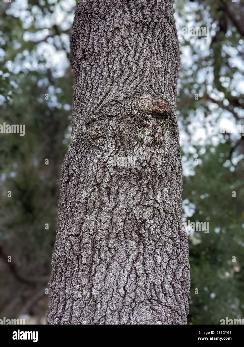 bluejack oak (Quercus incana Stock Photo - Alamy