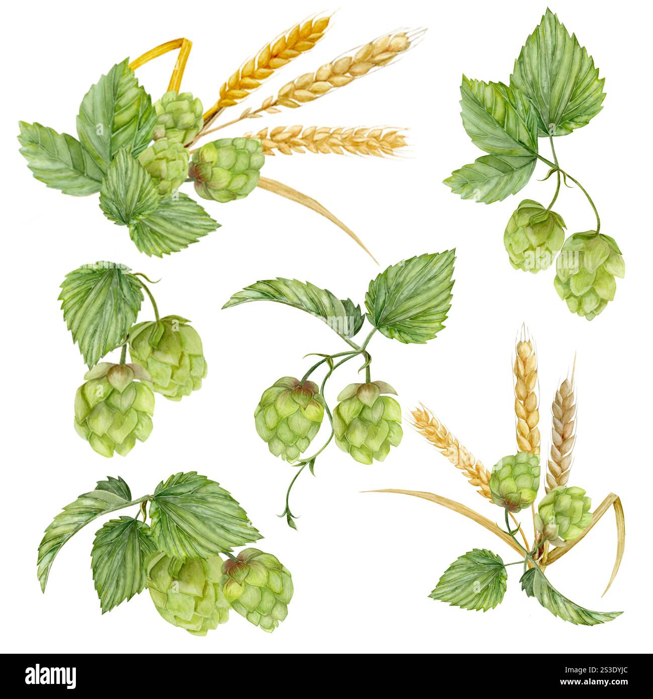 Watercolor hand drawn different compositions with malt and hops ...