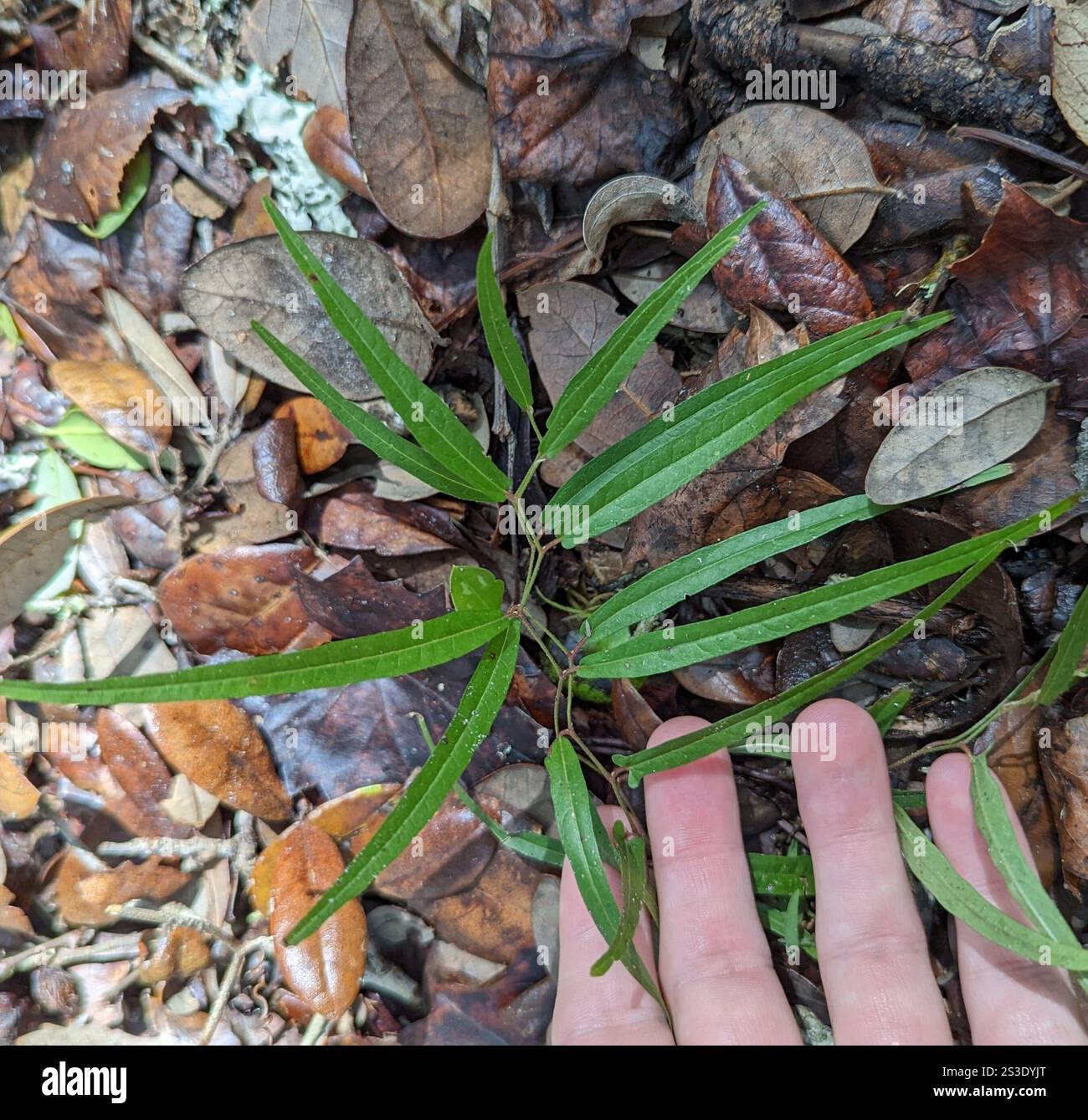 Virginia snakeroot (Aristolochia serpentaria Stock Photo - Alamy