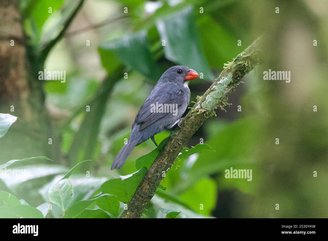 Slate-colored Grosbeak (Saltator grossus Stock Photo - Alamy