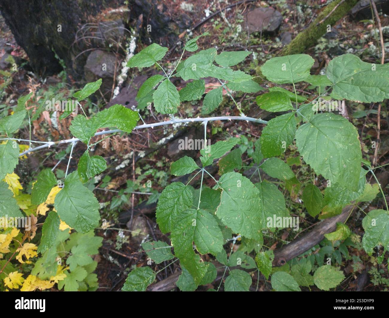whitebark raspberry (Rubus leucodermis Stock Photo - Alamy