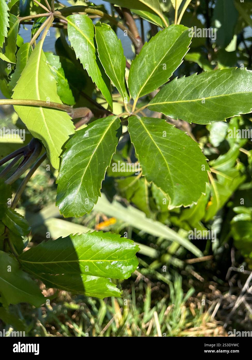 five finger (Pseudopanax arboreus Stock Photo - Alamy