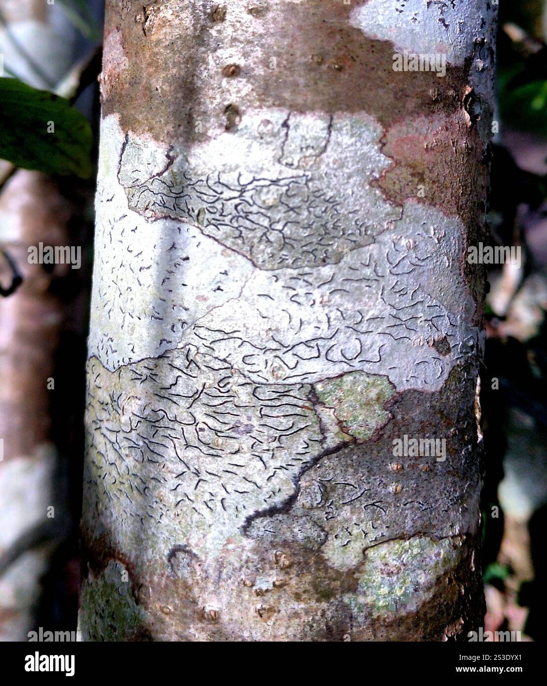 Common Script Lichen (Graphis scripta Stock Photo - Alamy