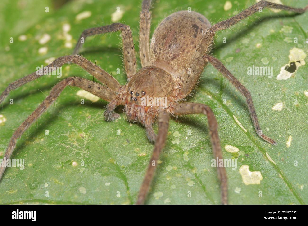 Wolf Spiders and Allies (Lycosoidea Stock Photo - Alamy