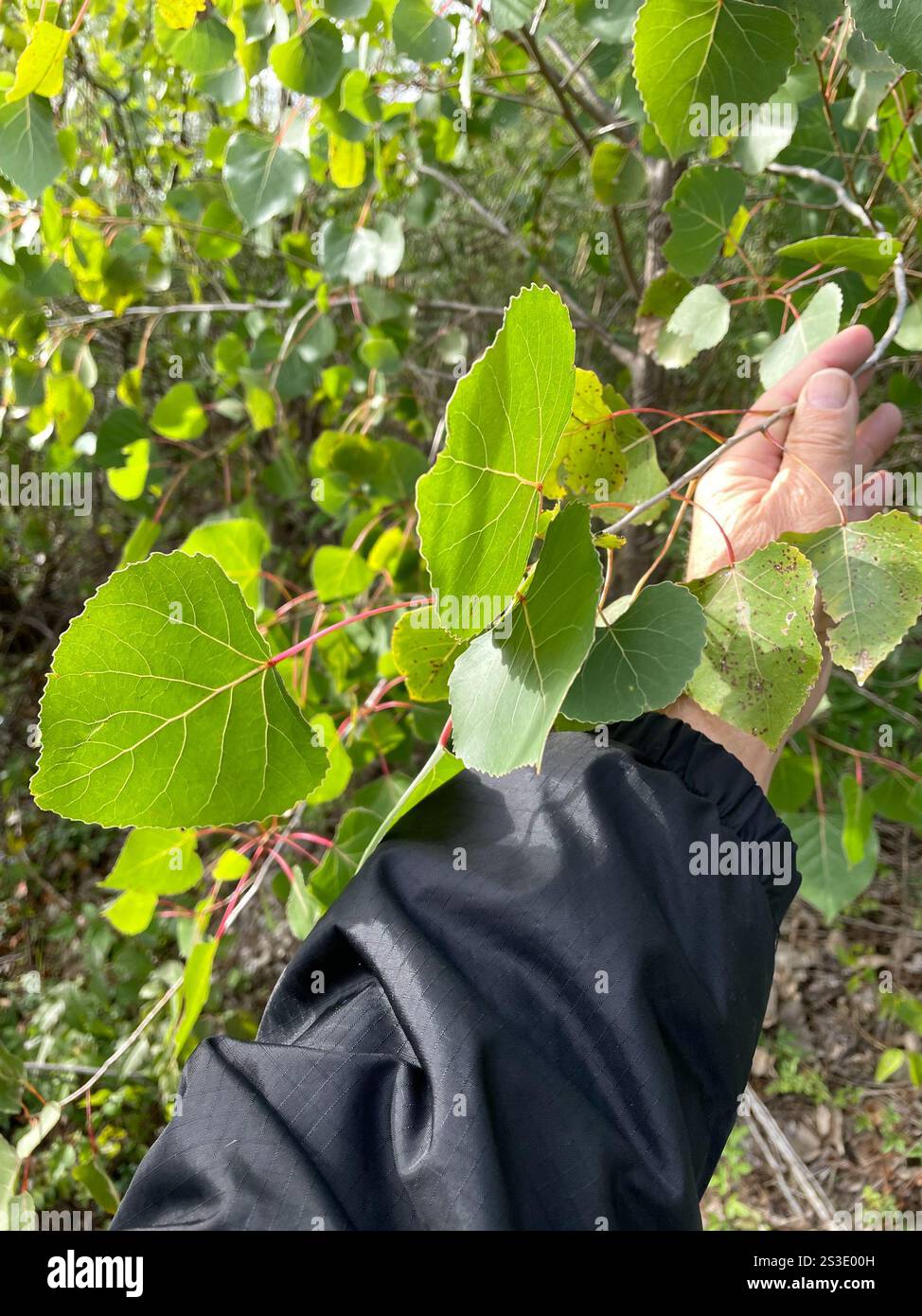 Eastern Cottonwood (Populus deltoides Stock Photo - Alamy
