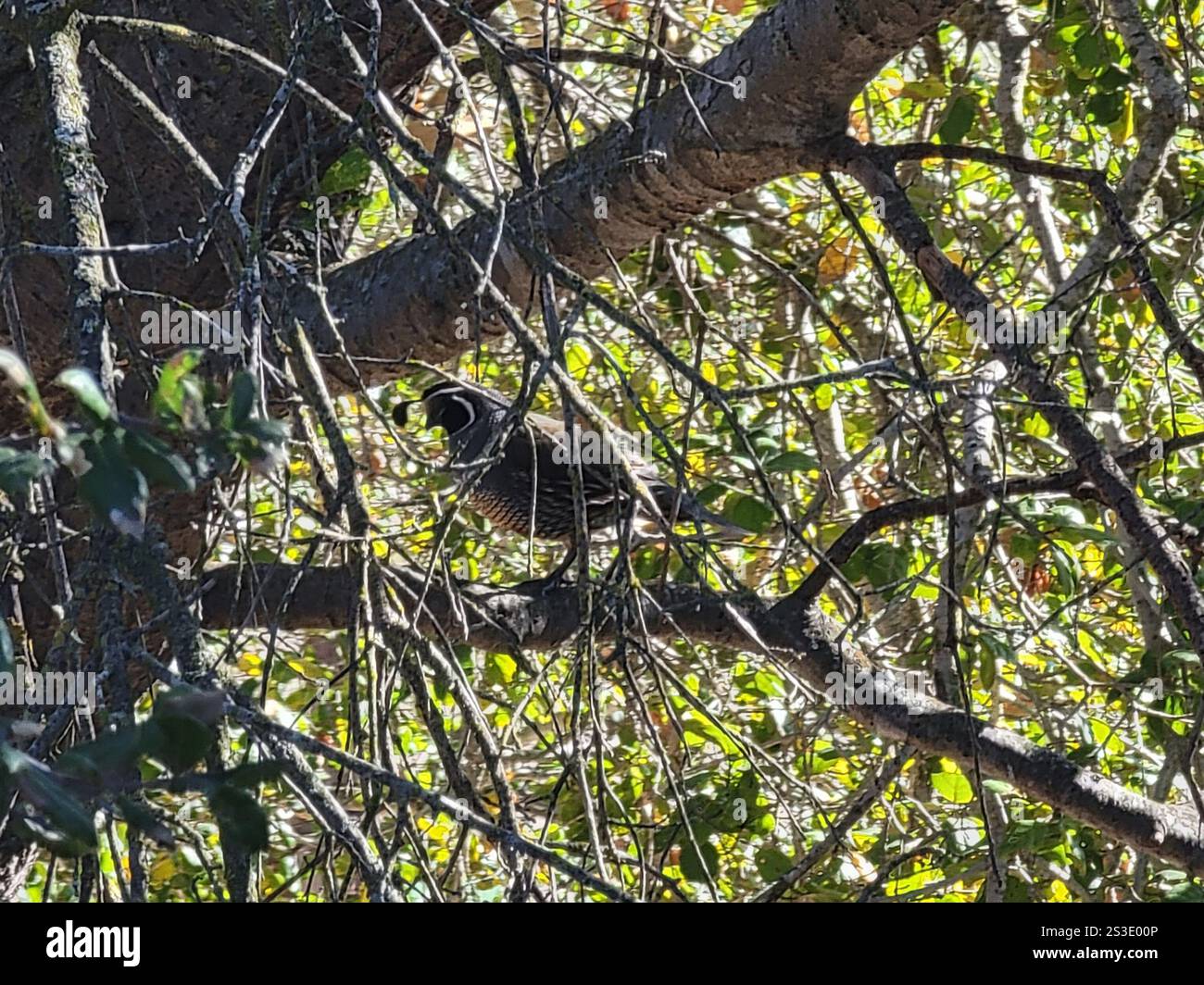 California Quail (Callipepla californica Stock Photo - Alamy