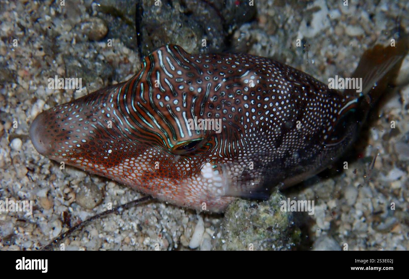 Fingerprint Toby (Canthigaster compressa Stock Photo - Alamy