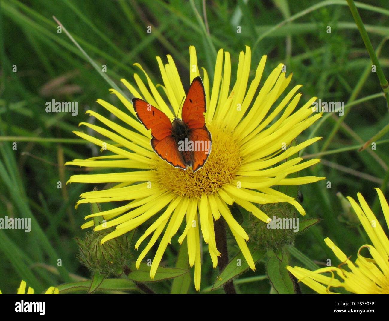 Large Copper (Lycaena dispar Stock Photo - Alamy