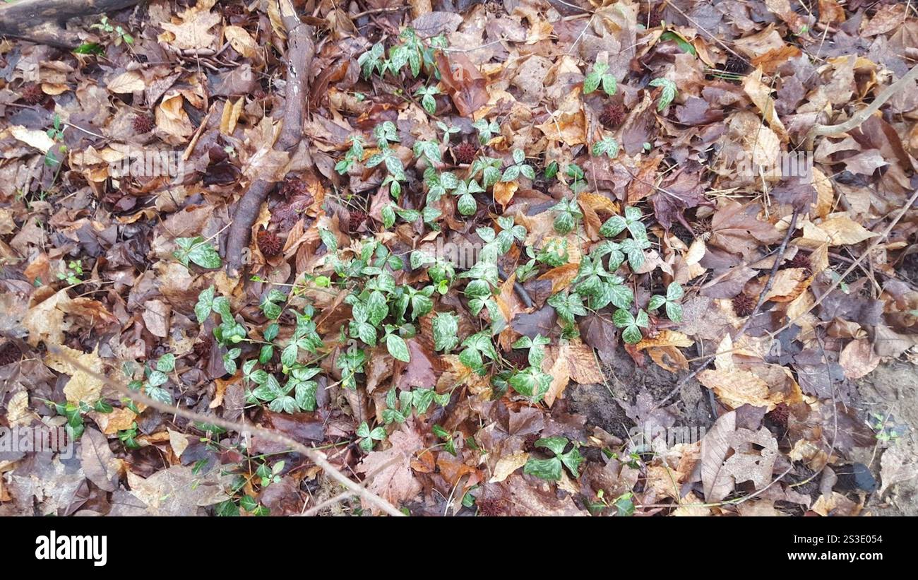 prairie trillium (Trillium recurvatum Stock Photo - Alamy