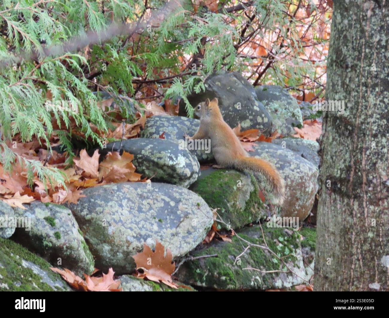 American Red Squirrel (Tamiasciurus hudsonicus Stock Photo - Alamy