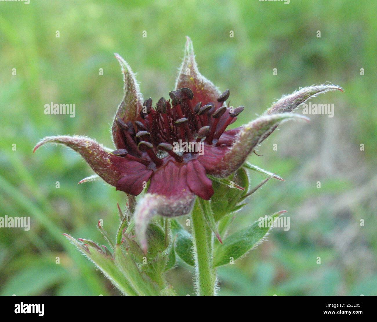 marsh cinquefoil (Comarum palustre Stock Photo - Alamy
