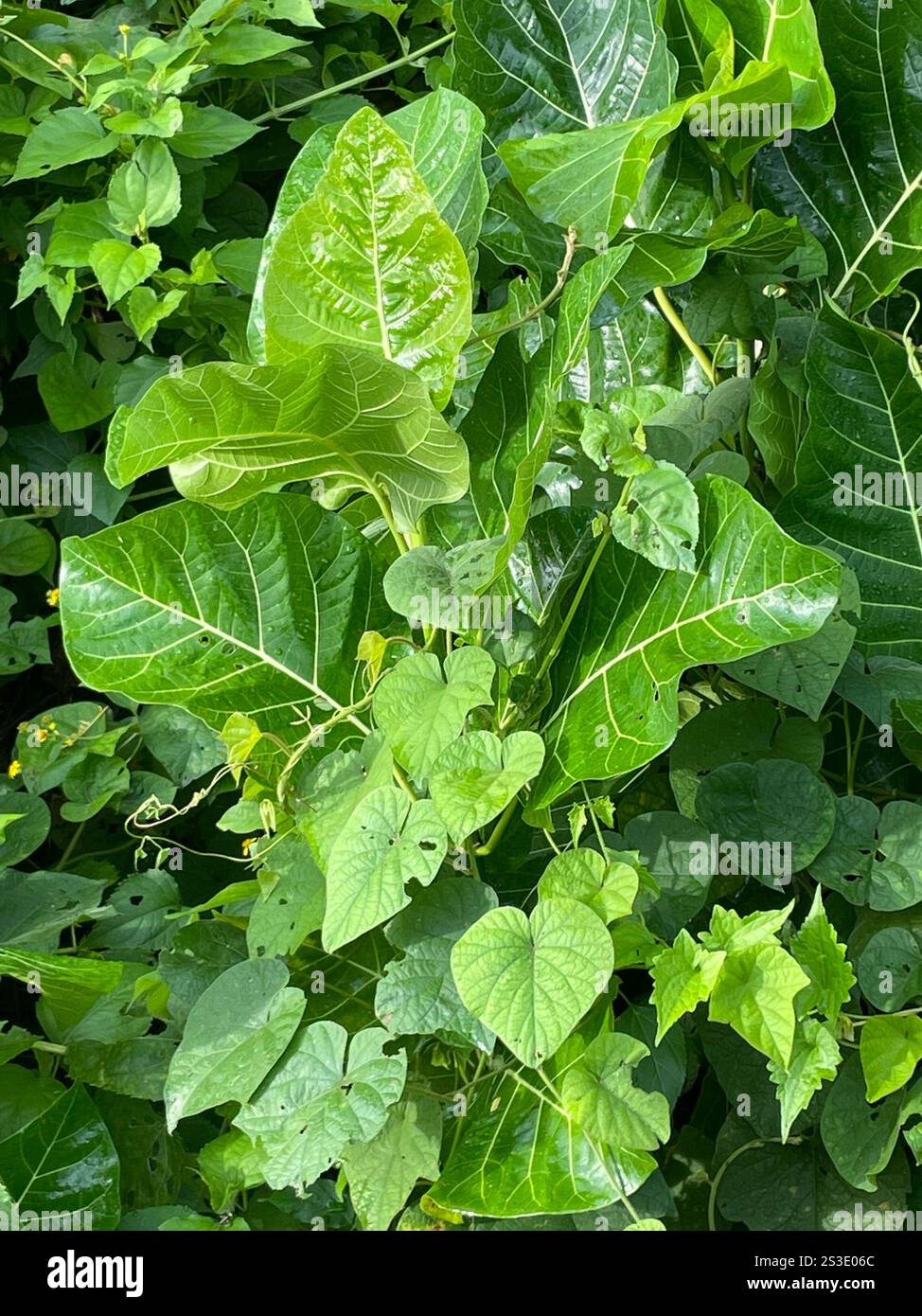 Hauili fig tree (Ficus septica Stock Photo - Alamy