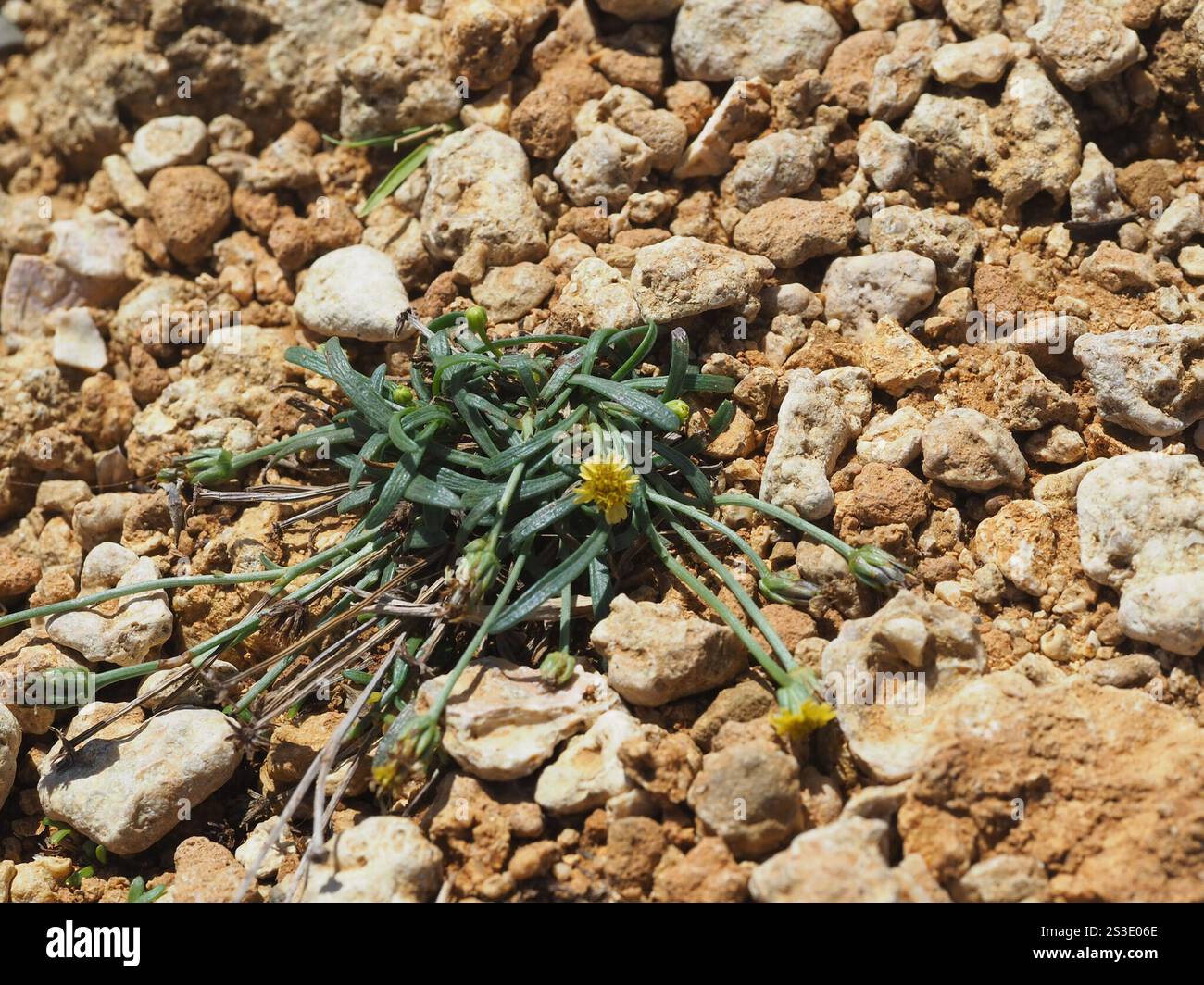 native cobbler's pegs (Glossocardia bidens Stock Photo - Alamy