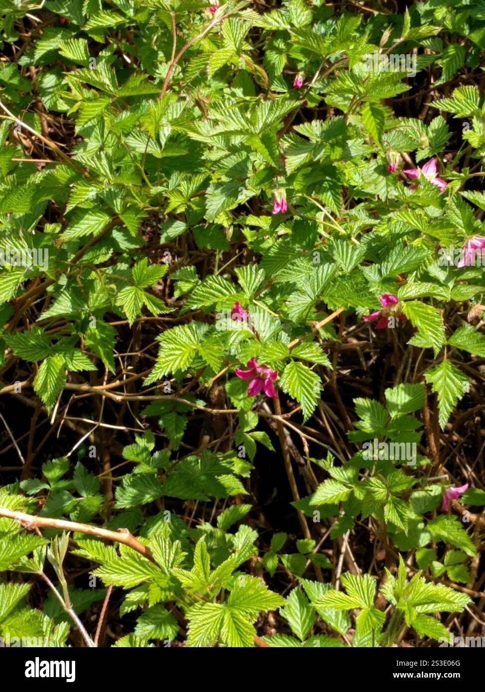 Salmonberry (Rubus spectabilis Stock Photo - Alamy