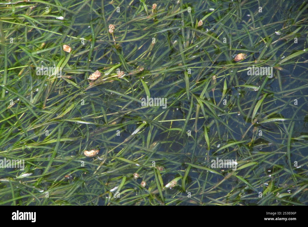 Berchtold's pondweed (Potamogeton berchtoldii Stock Photo - Alamy