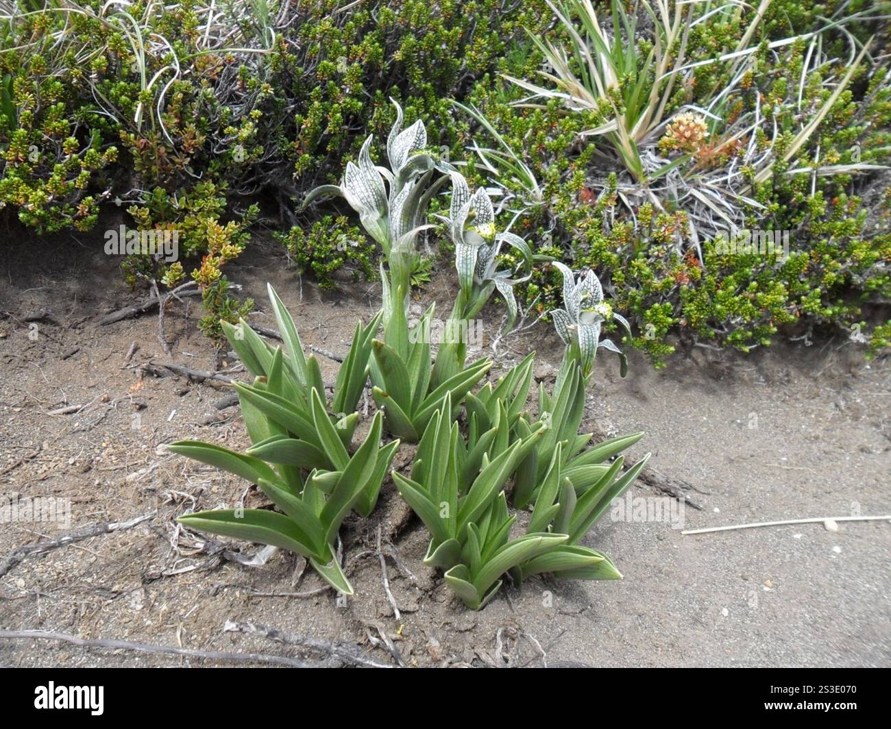 Porcelain orchid (Chloraea magellanica Stock Photo - Alamy