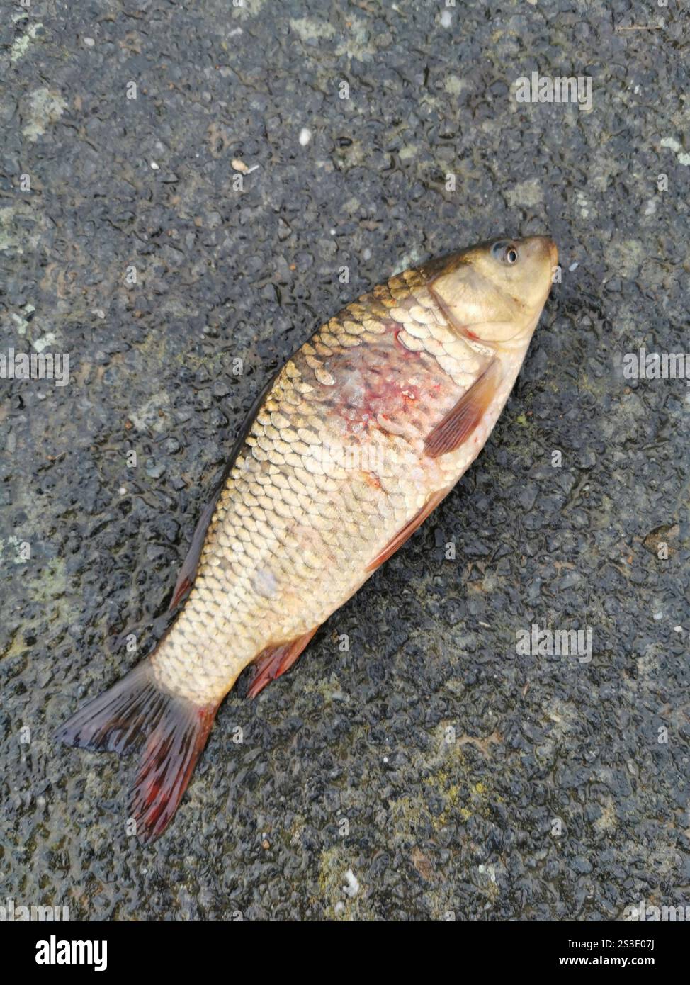 European Carp (Cyprinus carpio Stock Photo - Alamy
