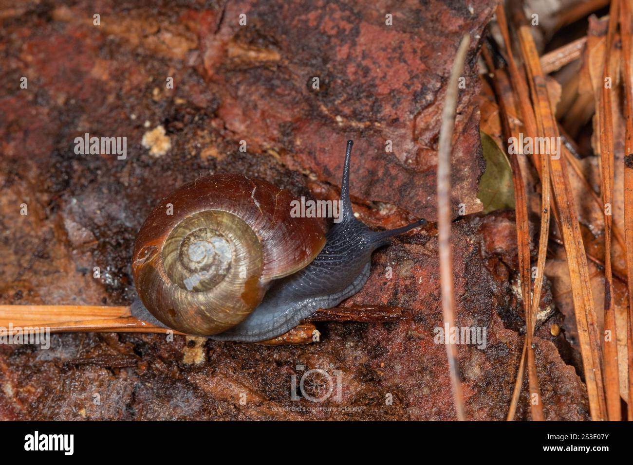Button Snails (Mesomphix Stock Photo - Alamy