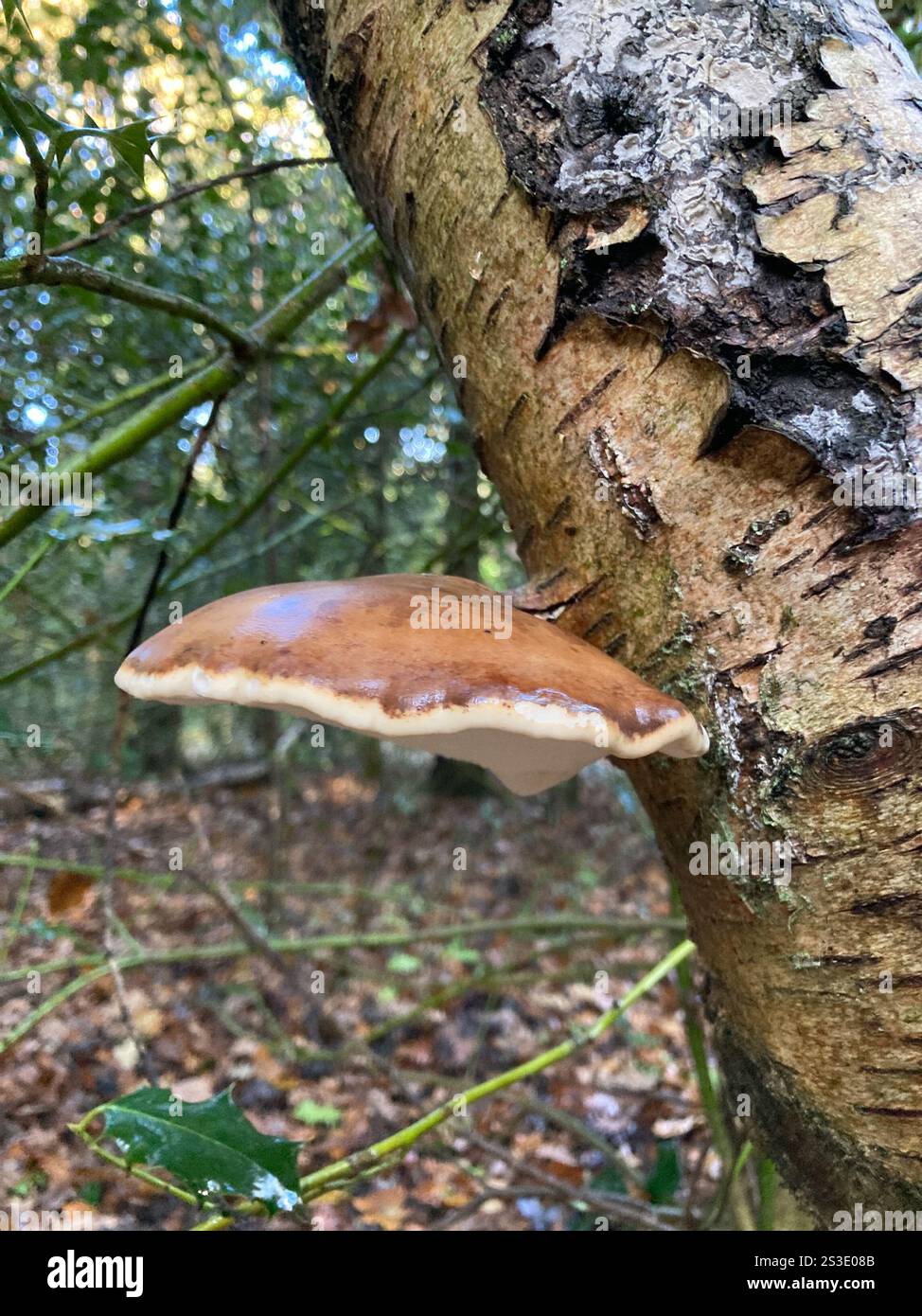 birch polypore (Fomitopsis betulina Stock Photo - Alamy