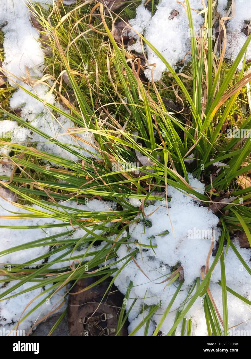 bladder sedge (Carex intumescens Stock Photo - Alamy