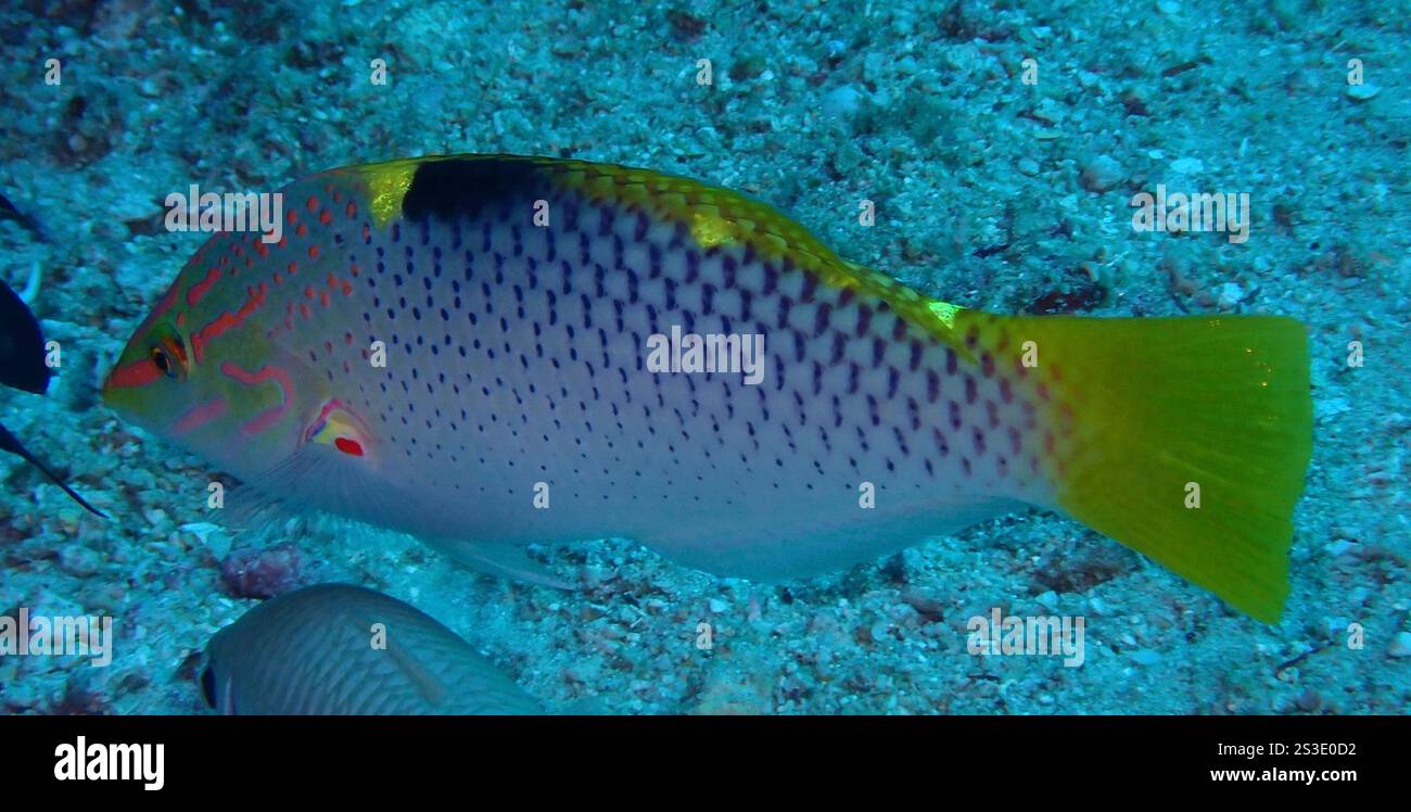 Checkerboard Wrasse (Halichoeres hortulanus Stock Photo - Alamy