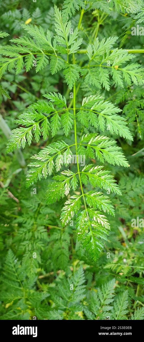 poison hemlock (Conium maculatum Stock Photo - Alamy